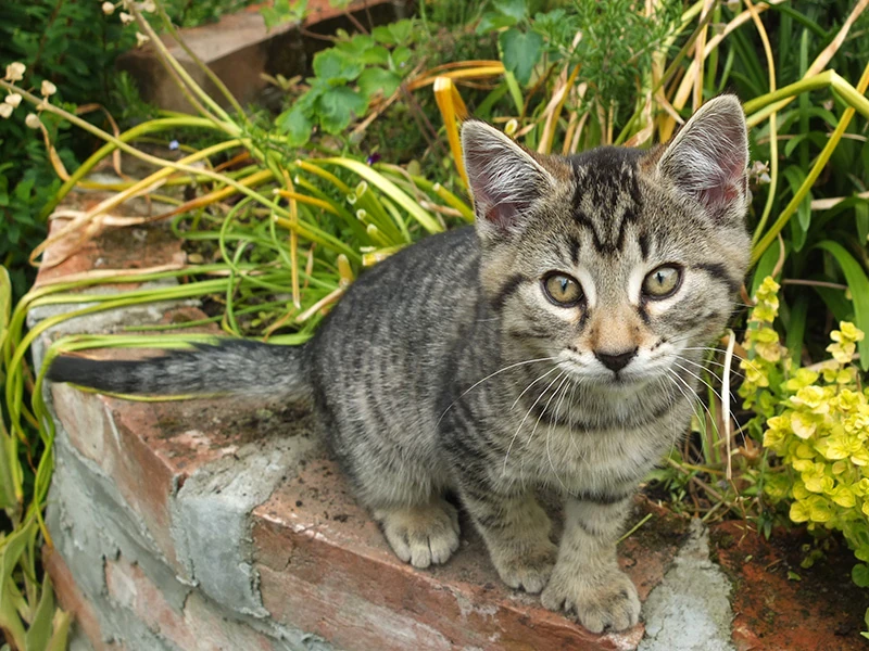 Hollykit | Warriors - The Anger of Sisters Wiki | Fandom