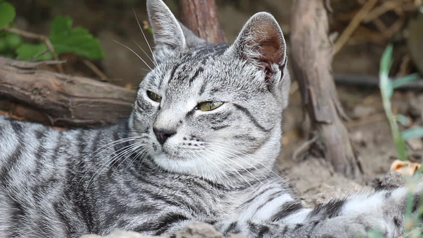 Bumblestripe | Warriors - The Anger of Sisters Wiki | Fandom