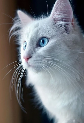 Icecloud | Warriors - The Anger of Sisters Wiki | Fandom
