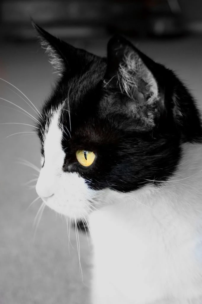 Shadowstar | Warriors: The Final Sunrise Wiki | Fandom