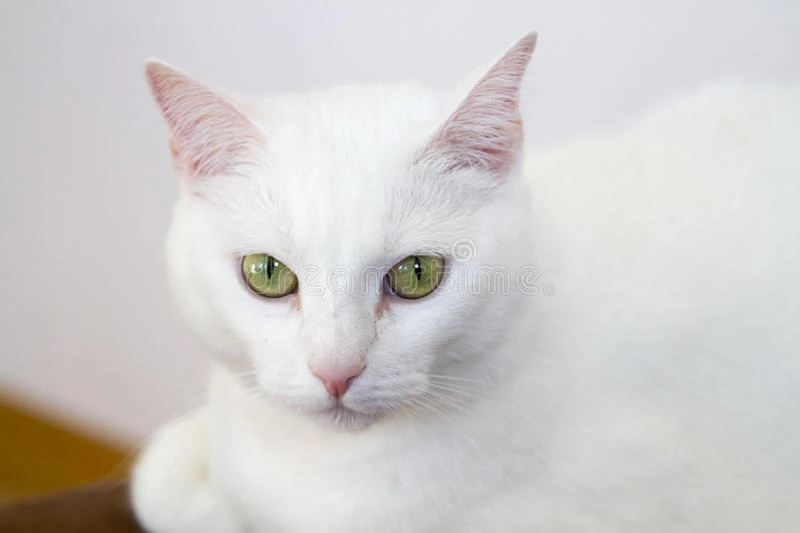 Birchpelt | Warriors: The Lost Coast Clans RPG Wiki | Fandom