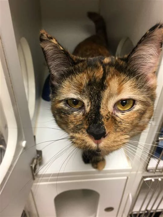 Emberstorm | Warriors: The Lost Coast Clans RPG Wiki | Fandom