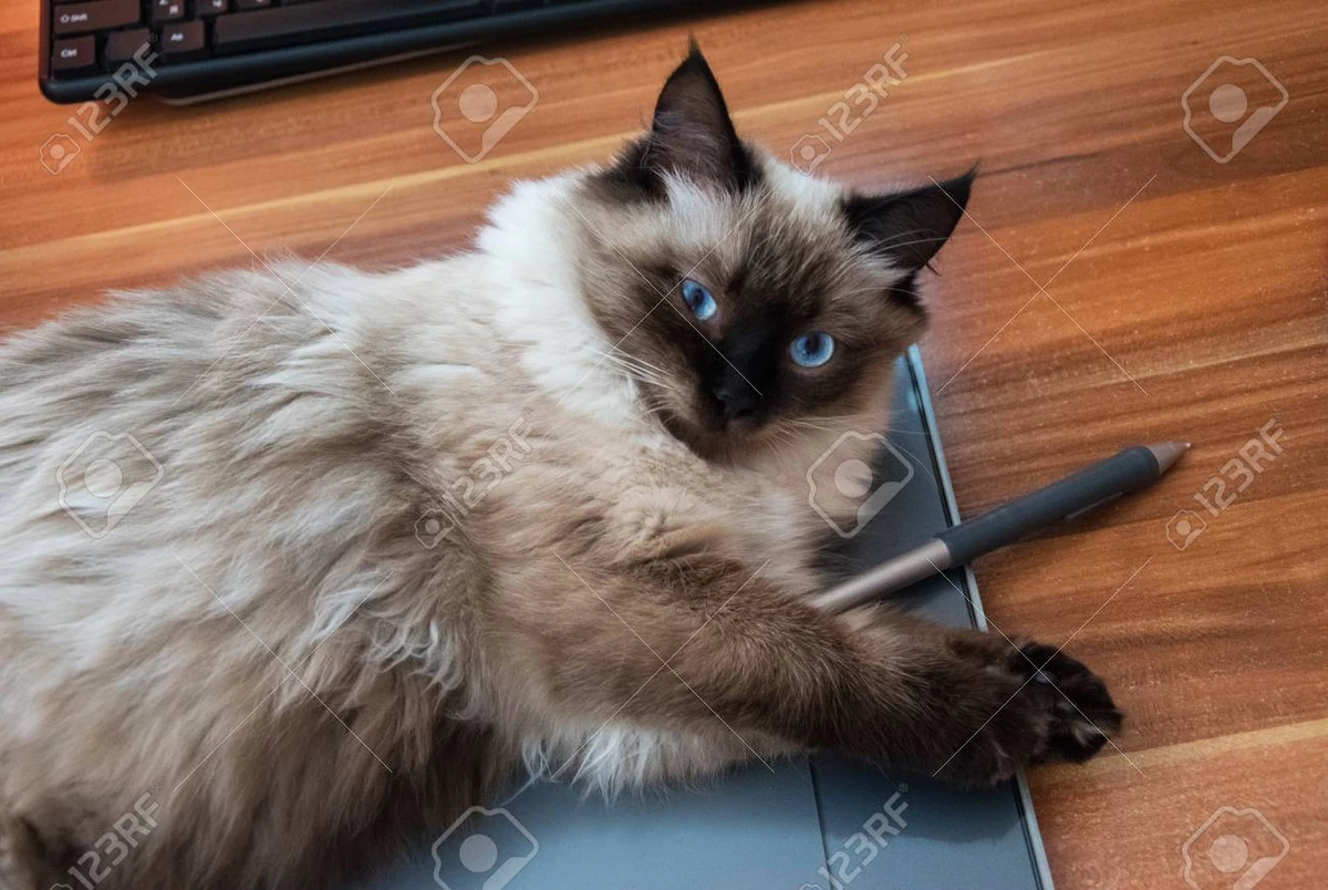 Wolffang | Warriors: The Lost Coast Clans RPG Wiki | Fandom