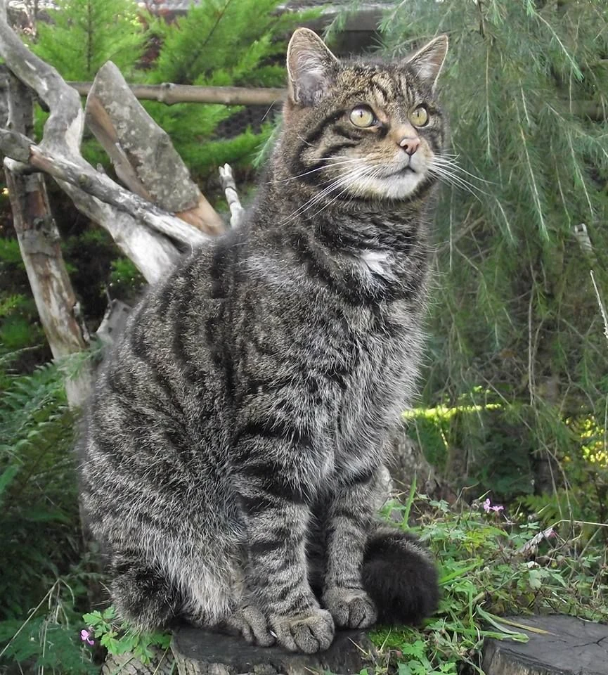 Floundertail | Warriors: The Lost Coast Clans RPG Wiki | Fandom