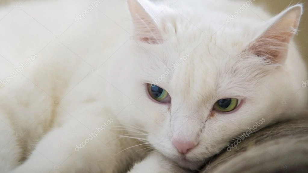 Moonclaw | Warriors: The Lost Coast Clans RPG Wiki | Fandom