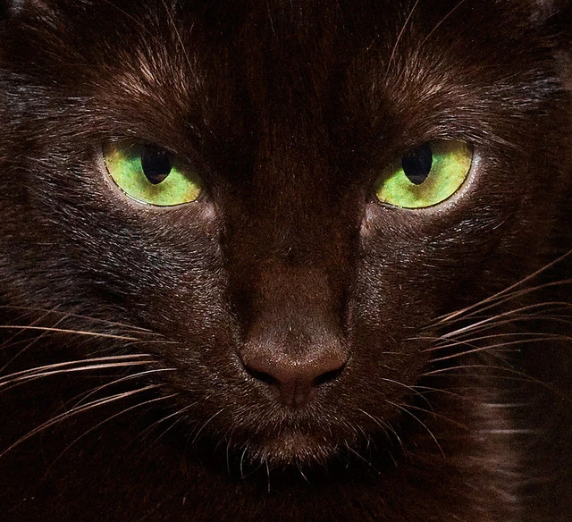 Timbershade | Warriors: The Lost Coast Clans RPG Wiki | Fandom