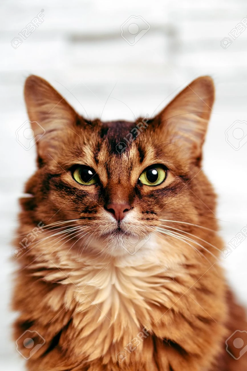 Riverfern | Warriors: The Lost Coast Clans RPG Wiki | Fandom