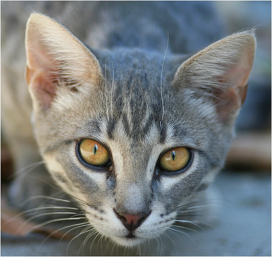 Snakeheart | Warriors: The Lost Coast Clans RPG Wiki | Fandom