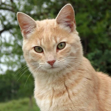 Light Orange Cat With Green Eyes