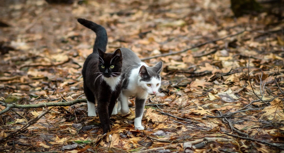 Pebblepaw | Warriors: Daughters of the Coast Wiki | Fandom