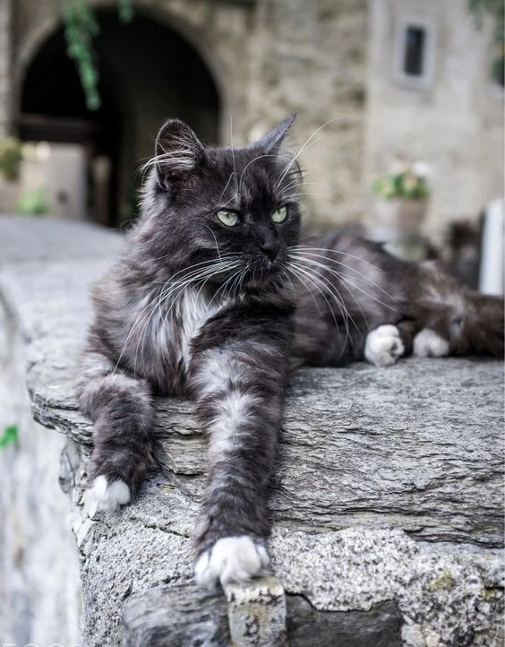 Eelheart | Warriors: Daughters of the Coast Wiki | Fandom