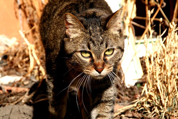 Mudclaw | Warriors - The Power of the Stars Wiki | Fandom