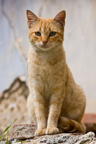 Desertmoon | Warriors - The Rising Dawn Wiki | Fandom