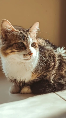 Bright Stream | Warriors Timeline Wiki | Fandom