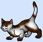 Sweetpaw | Warriors - Twisting the Present Wiki | Fandom