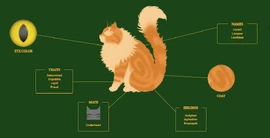 Warrior Cats website | Warriors Wiki | Fandom