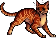 Owlpaw (TC) | Warriors Wiki | Fandom