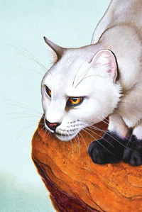 ShadowClan | Warriors Wiki | Fandom