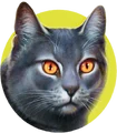 Gray Wing | Warriors Wiki | Fandom