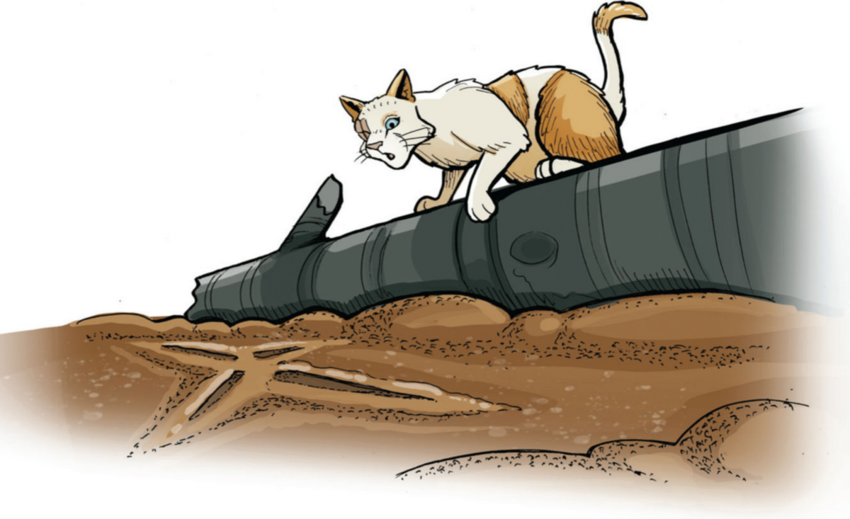 A Thief in ThunderClan/Part 2 | Warriors Wiki | Fandom