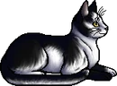 Patchpelt | Warriors Wiki | Fandom