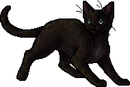 Leopardfoot | Warriors Wiki | Fandom