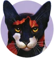 Sol | Warriors Wiki | Fandom