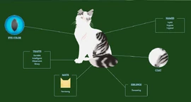 Warrior Cats website | Warriors Wiki | Fandom