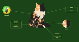 Warrior Cats website | Warriors Wiki | Fandom