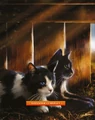 Ravenpaw | Warriors Wiki | Fandom