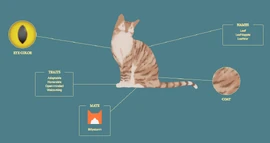 Warrior Cats website | Warriors Wiki | Fandom