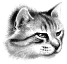 TigerClan (mythological) | Warriors Wiki | Fandom