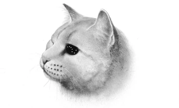 One-eye | Warriors Wiki | Fandom