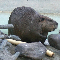 Beaver | Warriors Wiki | Fandom