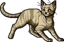 Dawnpelt | Warriors Wiki | Fandom