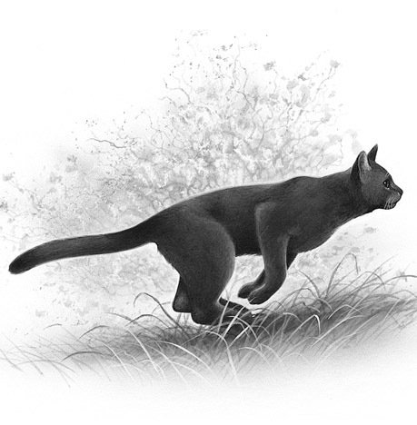 Thunder Rising/Chapter 5 | Warriors Wiki | Fandom