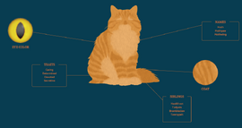 Warrior Cats website | Warriors Wiki | Fandom