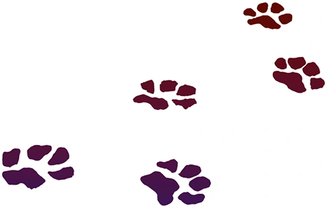 The Ultimate Guide: Updated and Expanded Edition/The New Code ...