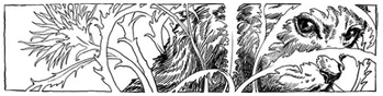 The Sight/Chapter 2 | Warriors Wiki | Fandom