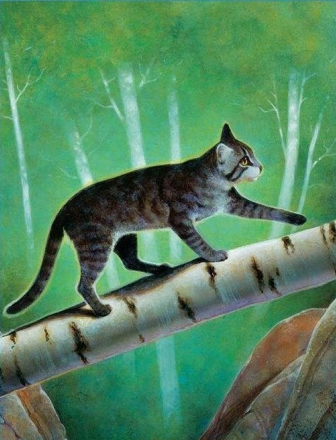 Cinderheart | Warriors Wiki | Fandom