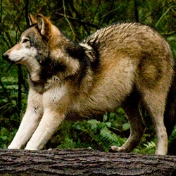 Wolf | Warriors Wiki | Fandom