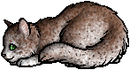 Pebbleshine | Warriors Wiki | Fandom