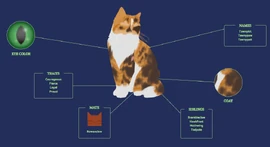 Warrior Cats website | Warriors Wiki | Fandom