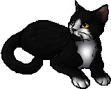Nightstar (RC) | Warriors Wiki | Fandom