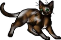 Sweetpaw | Warriors Wiki | Fandom