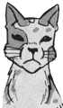 Pebbleshine | Warriors Wiki | Fandom