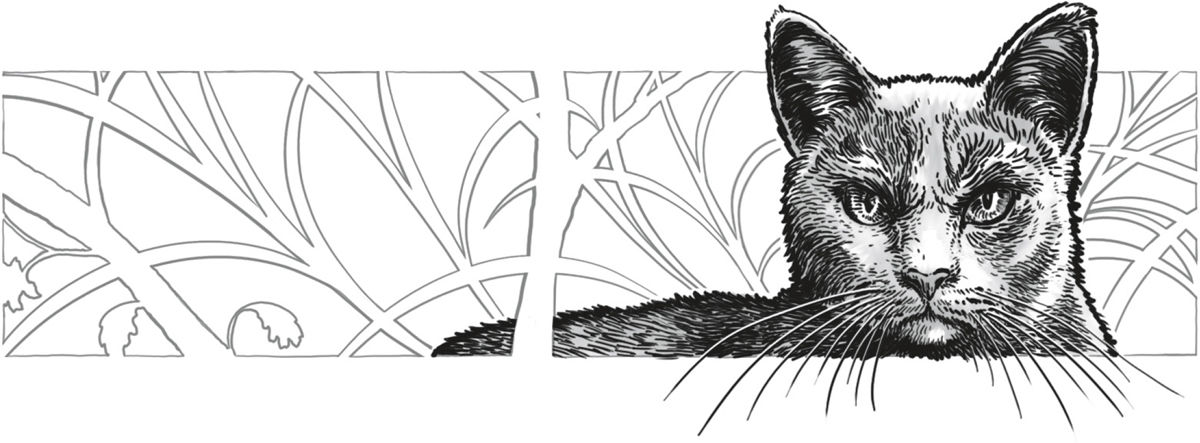 A Light in the Mist (book)/Chapter 22 | Warriors Wiki | Fandom