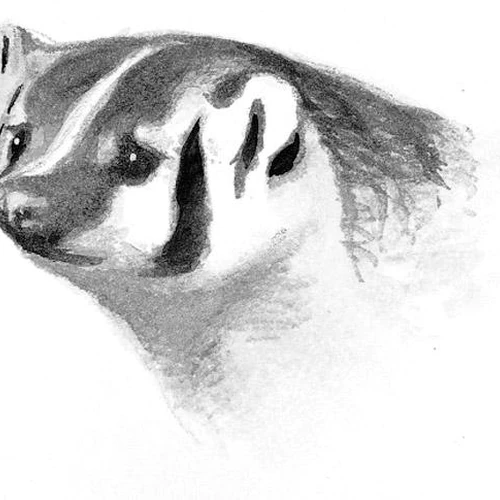 Warrior Cats Badger Attack