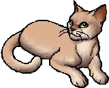 Birchbark | Warriors Wiki | Fandom