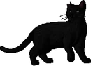 Jackdaw's Cry | Warriors Wiki | Fandom